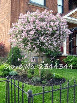 100pcs Exotic Japanese Lilac Tree Seeds - BestSeedsOnline.com - Free ...