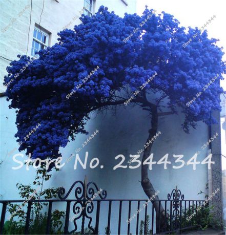 100pcs Exotic Japanese Lilac Tree Seeds - BestSeedsOnline.com - Free ...
