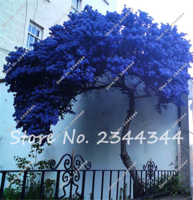 100pcs Exotic Japanese Lilac Tree Seeds - BestSeedsOnline.com - Free ...