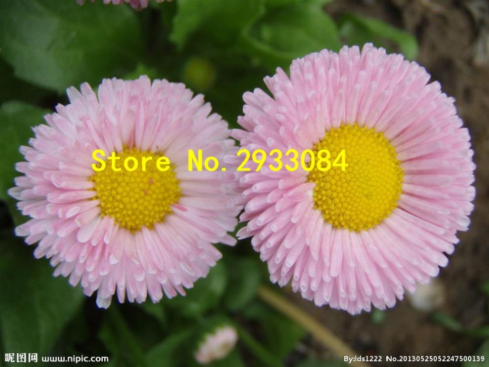 200pcs English Daisy Flowering Seeds Collection - BestSeedsOnline.com ...