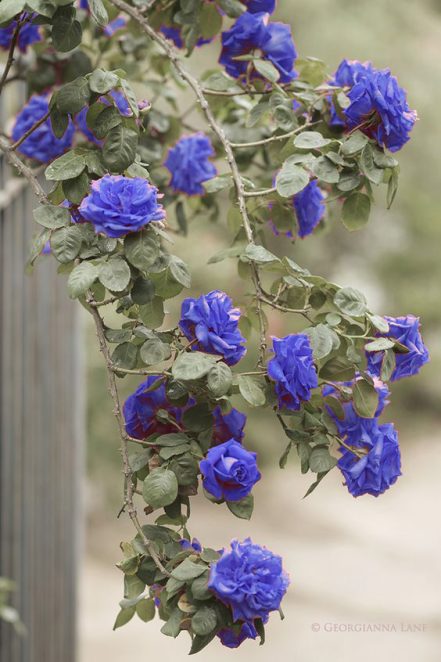 100pcs Multicolor Climbing Rose Seeds Assortment - BestSeedsOnline.com ...