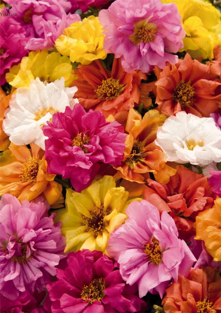 Moss Rose Flower Seeds Pack Of 200 - BestSeedsOnline.com - Free ...