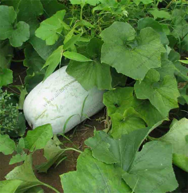 Winter Melon Seeds 20pcs Organic Vegetable Grow - BestSeedsOnline.com ...