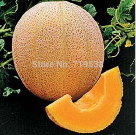 Organic Sweet Melon Seeds Pack Of 20 - BestSeedsOnline.com - Free ...