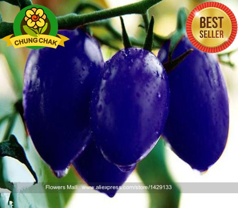 100pcs Blue Purple Cherry Tomato Seeds Pack - BestSeedsOnline.com - Free Shipping Worldwide