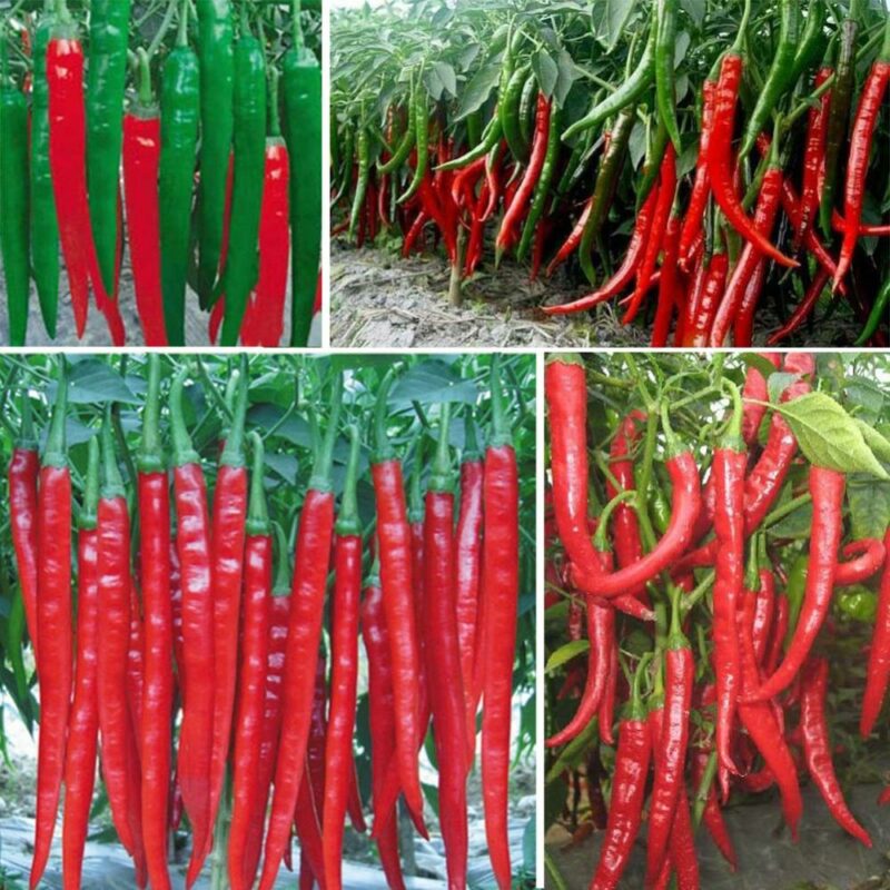 Scorching Scorpion Chili Pepper Seeds 100pcs - BestSeedsOnline.com ...