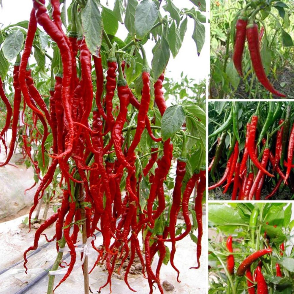 Scorching Scorpion Chili Pepper Seeds 100pcs - BestSeedsOnline.com ...