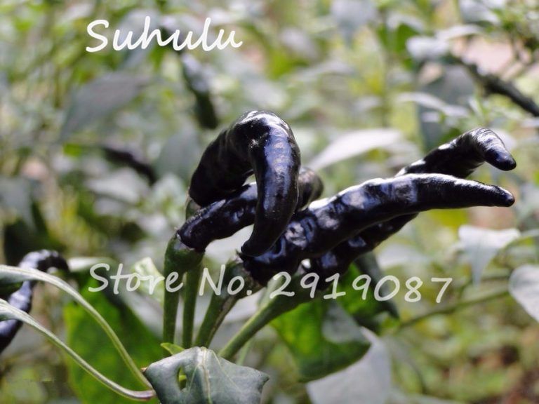 Scorching Scorpion Chili Pepper Seeds 100pcs - BestSeedsOnline.com ...