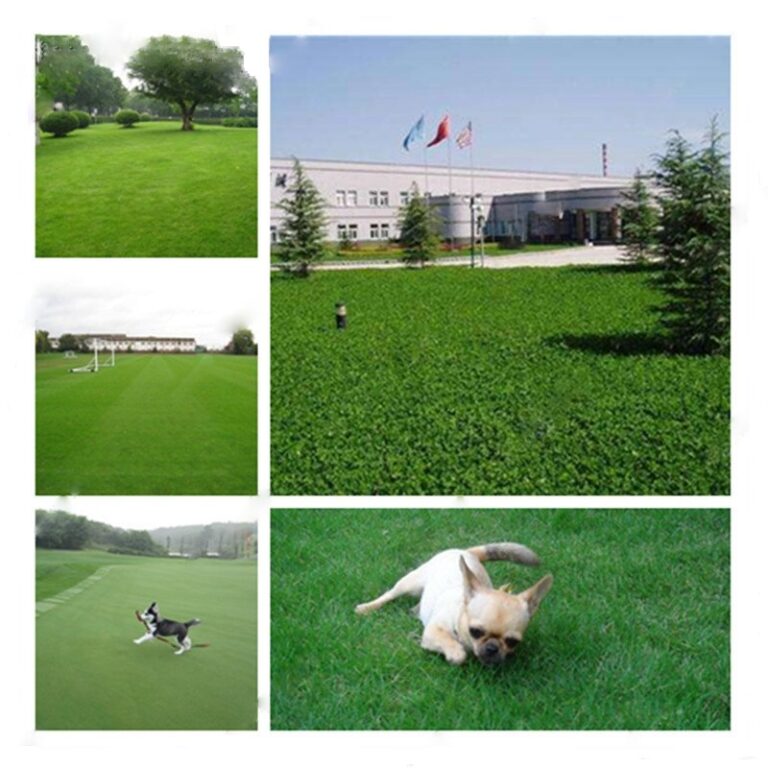 Bermuda Grass Seeds 100pcs For Lush Lawn Free