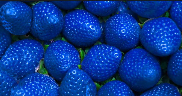 300pcs Organic Blue Strawberry Tree Seeds - BestSeedsOnline.com - Free ...