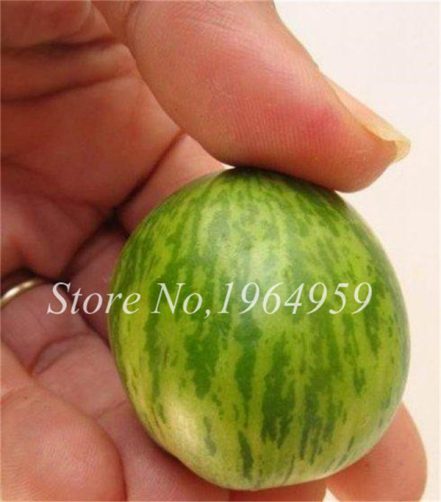 100 Pcs Miniature Watermelon Pepkino Cucumber Seeds - BestSeedsOnline ...