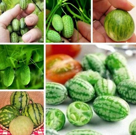 100 Pcs Miniature Watermelon Pepkino Cucumber Seeds - BestSeedsOnline ...