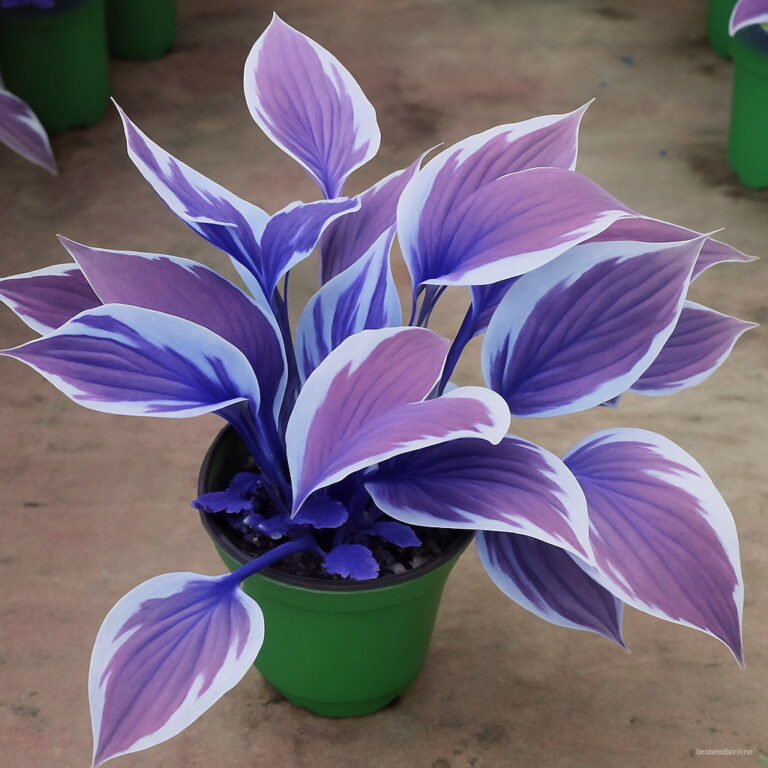 Shop - BestSeedsOnline.com