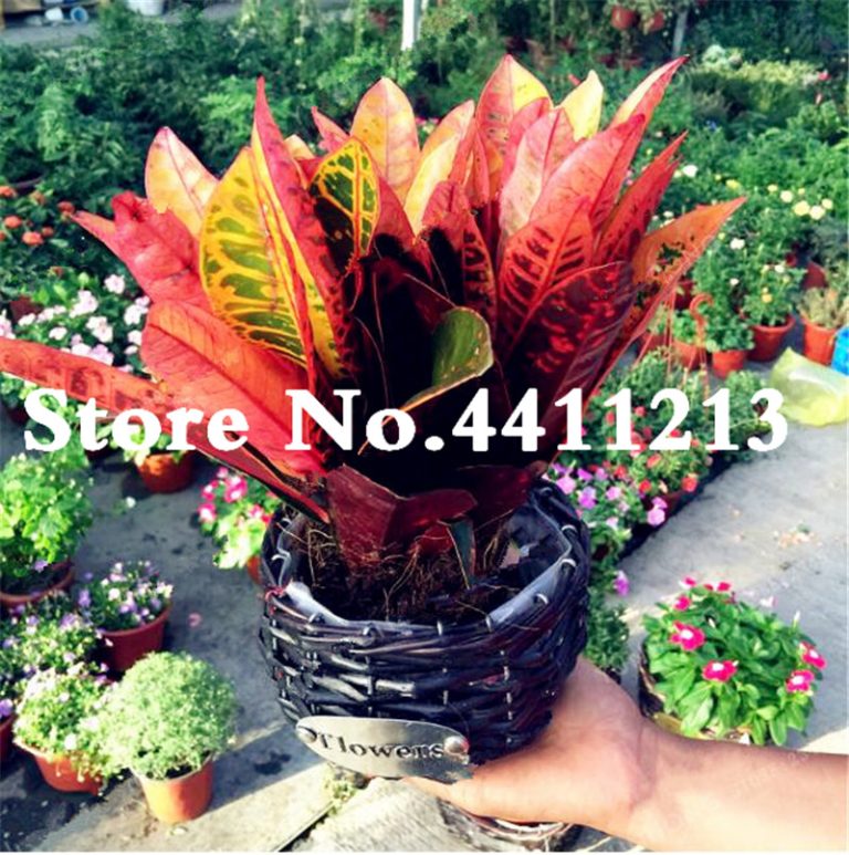 100 Pcs Colorful Mini Croton Variegated Seeds - BestSeedsOnline.com ...