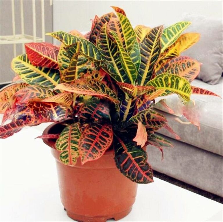 100 Pcs Colorful Mini Croton Variegated Seeds - BestSeedsOnline.com ...