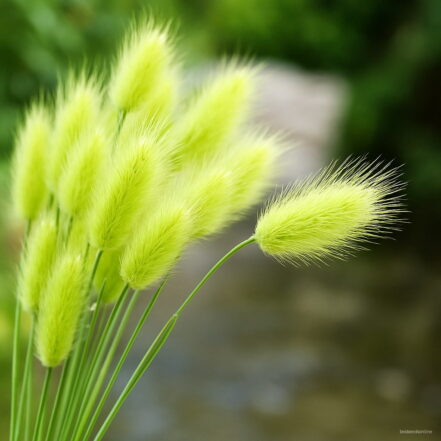 Bunny Rabbit Tails Grass Seeds 100 Pcs - BestSeedsOnline.com - Free ...