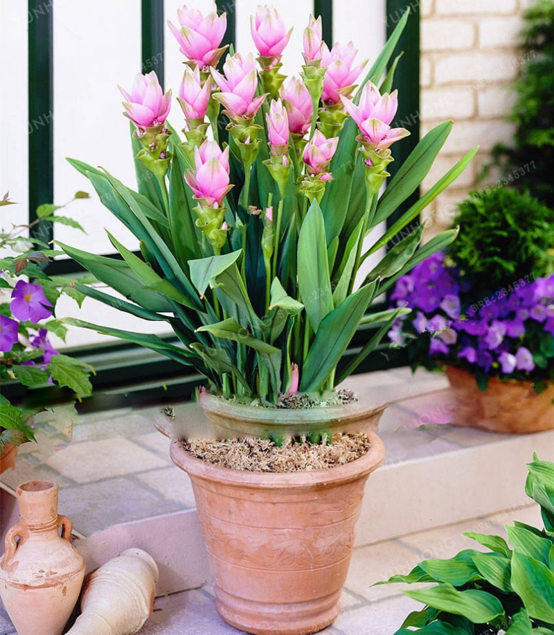 50 Pcs Thailand Blue Curcuma Bonsai Also Called Tulip Flower A Of The ...