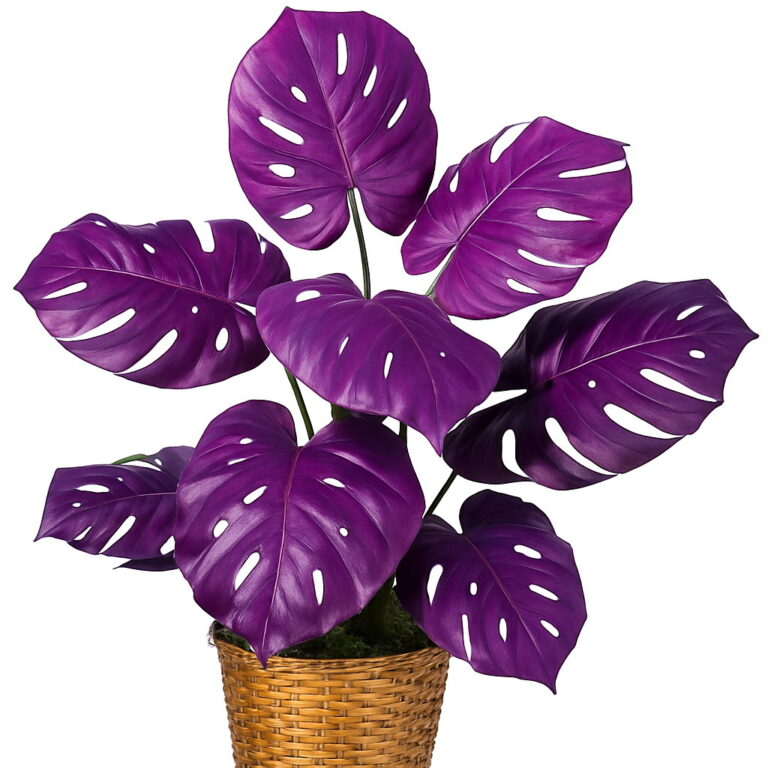 100 Pcs Palm Turtle Leaves Monstera Bonsai Outdoor Potted Plant Tree ...