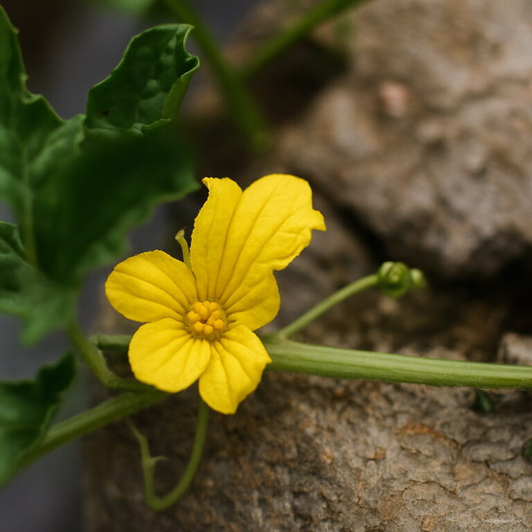 Bonsai Watermelon Planta 100 Pcs Sweet Water Melon Fruit Plant Home ...