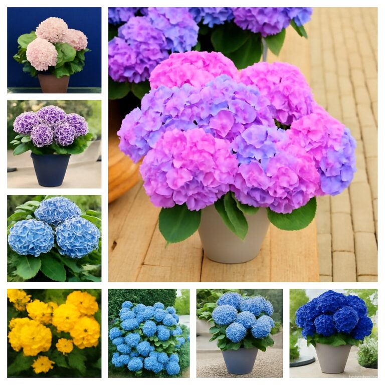 30 Pcs Yellow Hydrangea Plants Mixed Flowers Home Plant Bonsai ...
