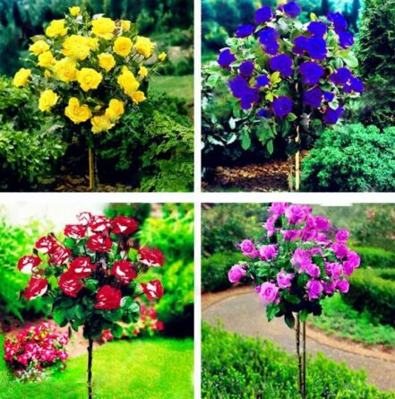 Rainbow Color Rose Tree Seeds 100pcs - BestSeedsOnline.com - Free ...