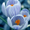 Crocus Flower Seeds 100pcs Medicinal Blooms - BestSeedsOnline.com ...