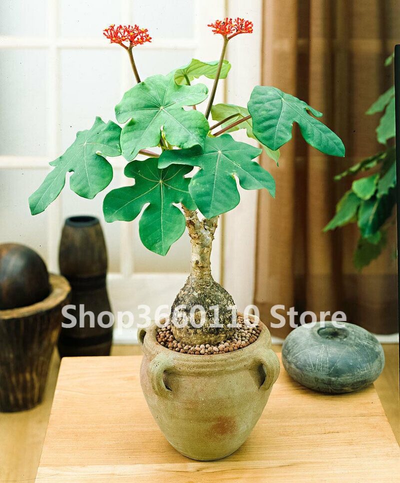 Natural Tree Jatropha Nut Seeds 10pcs - BestSeedsOnline.com - Free ...