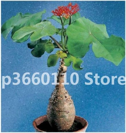 Natural Tree Jatropha Nut Seeds 10pcs - BestSeedsOnline.com - Free ...