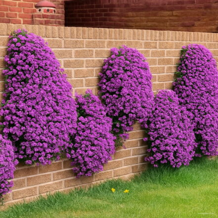 Aubrieta Rock Cress Cascade Purple Flower Seeds - BestSeedsOnline.com ...