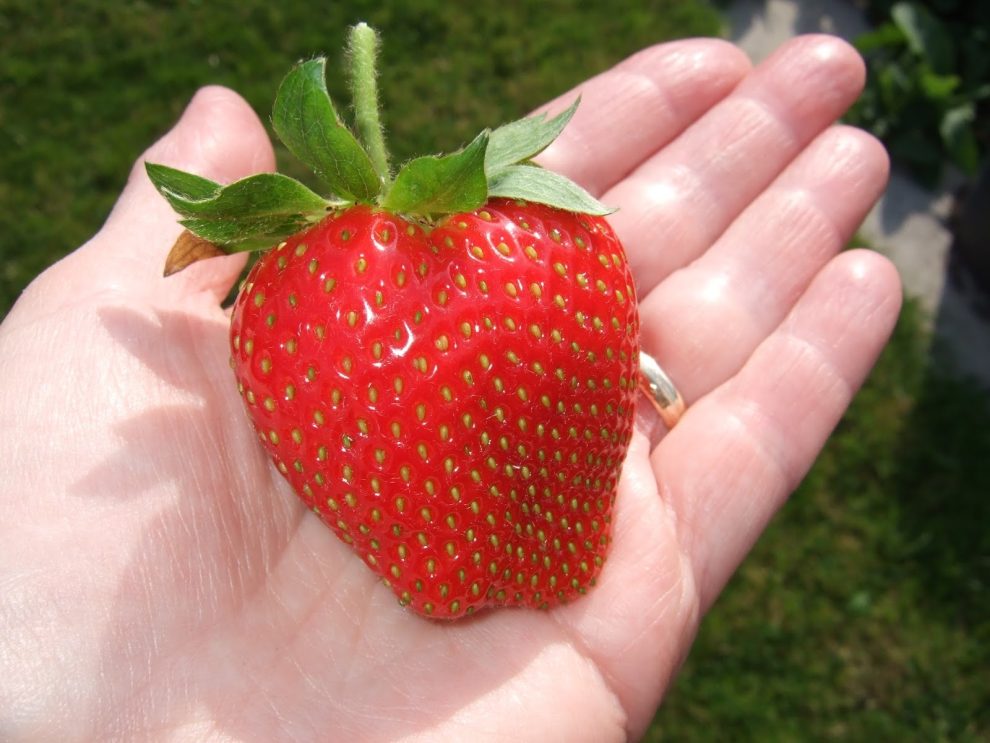 1000 Giant Peachsized Strawberry Fruit Seeds - BestSeedsOnline.com ...