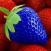 Blue Strawberry Fruit Seeds 100 Pcs Vitaminrich - BestSeedsOnline.com ...
