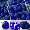 Blue Strawberry Fruit Seeds 100 Pcs Vitaminrich - BestSeedsOnline.com ...
