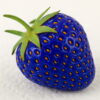 Blue Strawberry Fruit Seeds 100 Pcs Vitaminrich - BestSeedsOnline.com ...