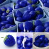 Organic Blue Strawberry Seeds 100 Pcs Set - BestSeedsOnline.com - Free ...
