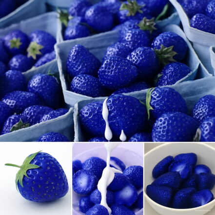 Organic Blue Strawberry Seeds 100 Pcs Set - BestSeedsOnline.com - Free ...