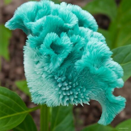 Big 100 Pcs Purple Flamingo Cockscomb Celosia Spicata Plantas Bonsai ...