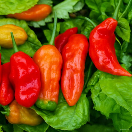Devil Chilli Seeds 100pcs 95 Germination Rate - BestSeedsOnline.com ...