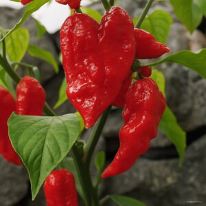 Devil Chilli Seeds 100pcs 95 Germination Rate - BestSeedsOnline.com ...