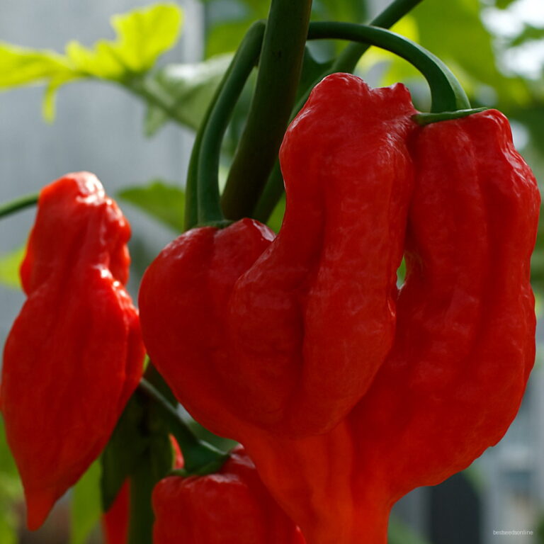 Devil Chilli Seeds 100pcs 95 Germination Rate - BestSeedsOnline.com ...