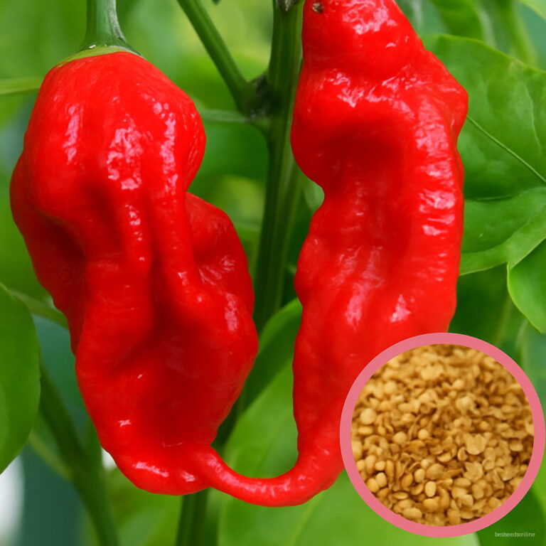 Devil Chilli Seeds 100pcs 95 Germination Rate - BestSeedsOnline.com ...