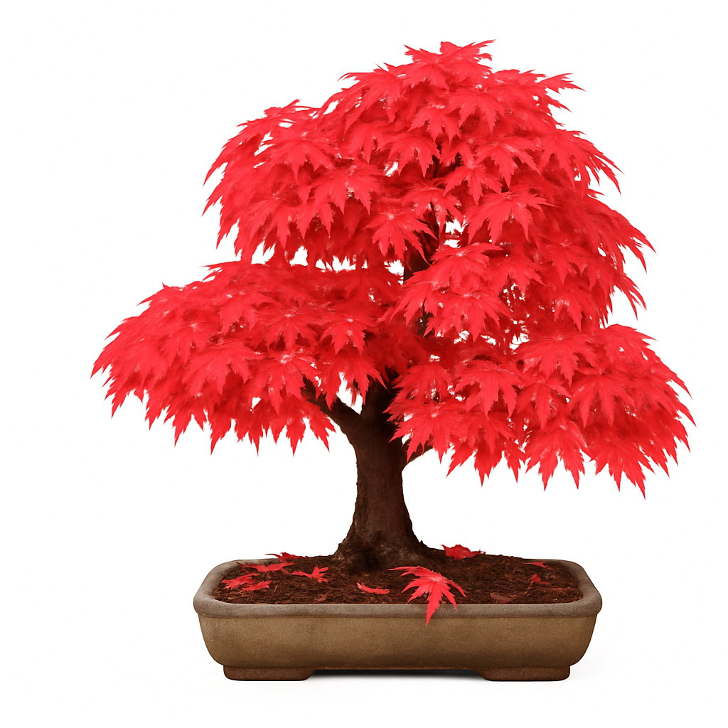 50 Purple Korean Fir Seeds Abies Koreana Bonsai Tree Garden Decoration ...