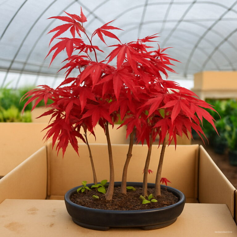 20 Bonsai Tree Seeds Blue Maple Seed Japanese Perennial Woody Plants ...
