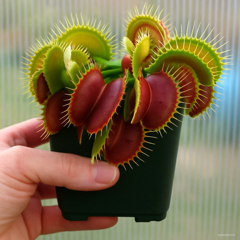 100pcs Dionaea Muscipula Giant Clip Fly Trap Seeds Japan Insectivorous ...