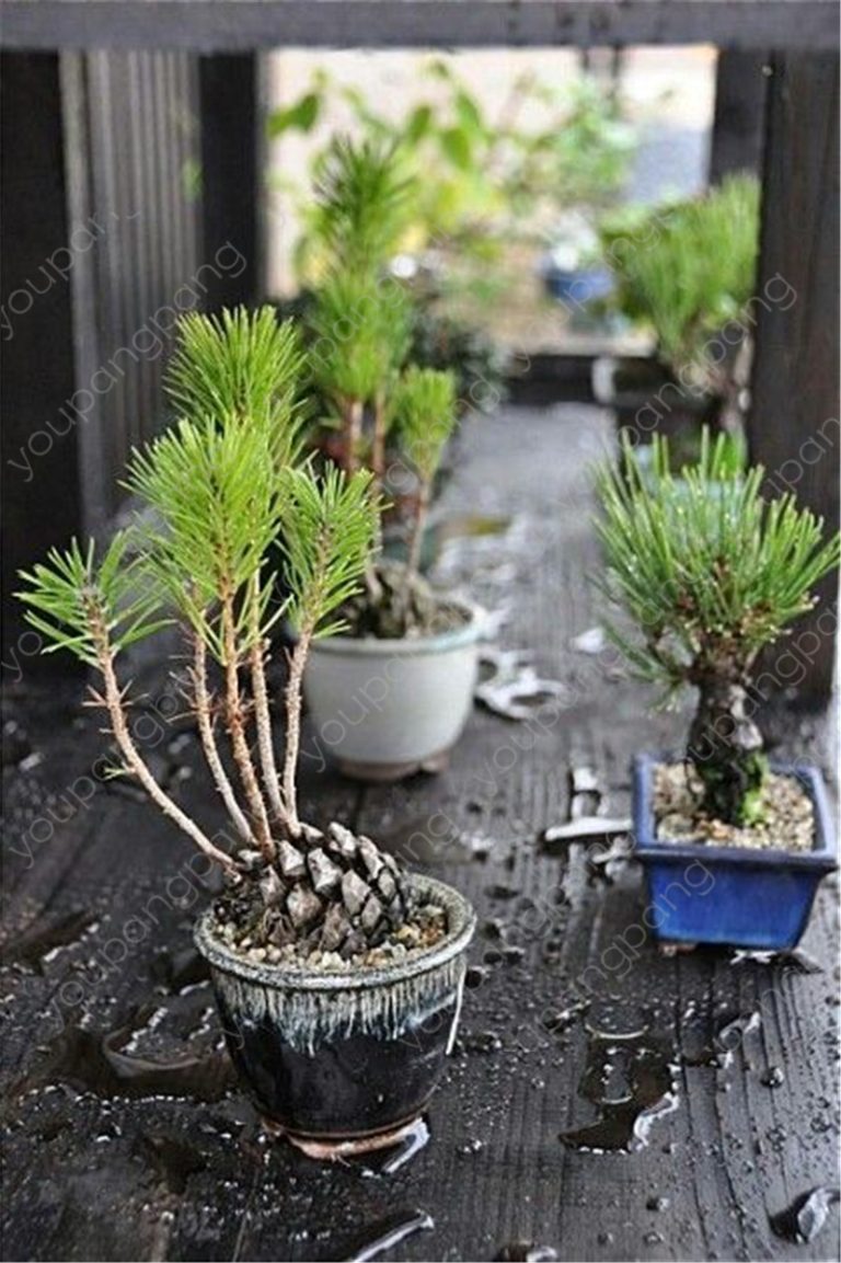Miniature Pine Tree 50pc Seeds Pack - BestSeedsOnline.com - Free ...