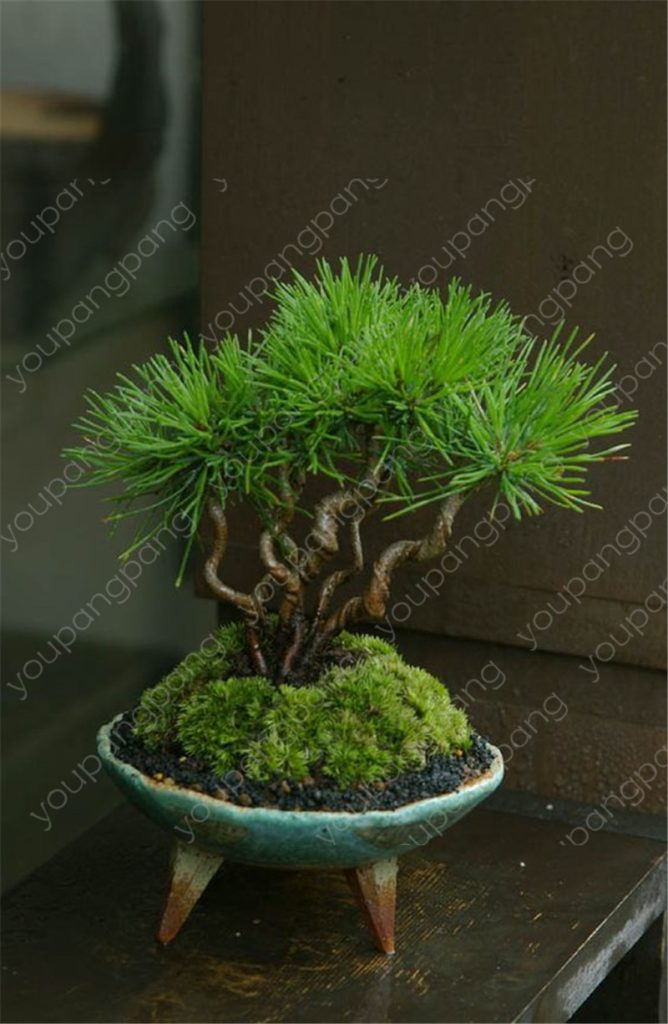Miniature Pine Tree 50pc Seeds Pack - BestSeedsOnline.com - Free ...