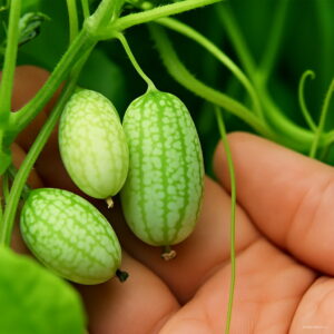 Miniature Watermelon Seeds 30 Pcs For Indoor Cultivation ...