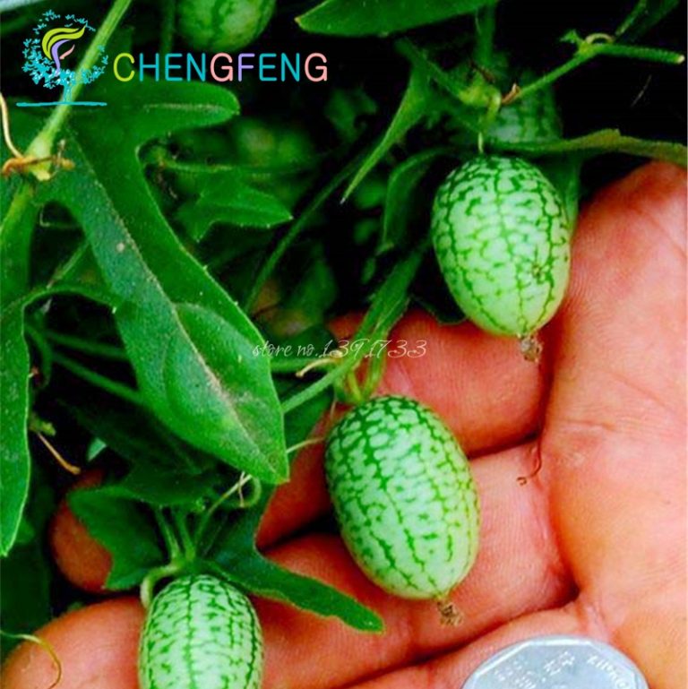 Miniature Watermelon Seeds 30 Pcs For Indoor Cultivation ...