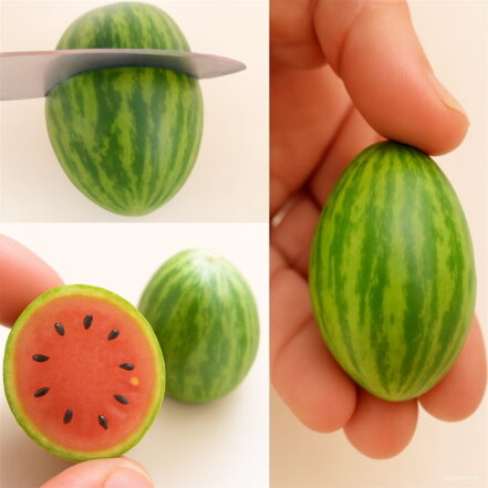Miniature Watermelon Seeds 30 Pcs For Indoor Cultivation ...