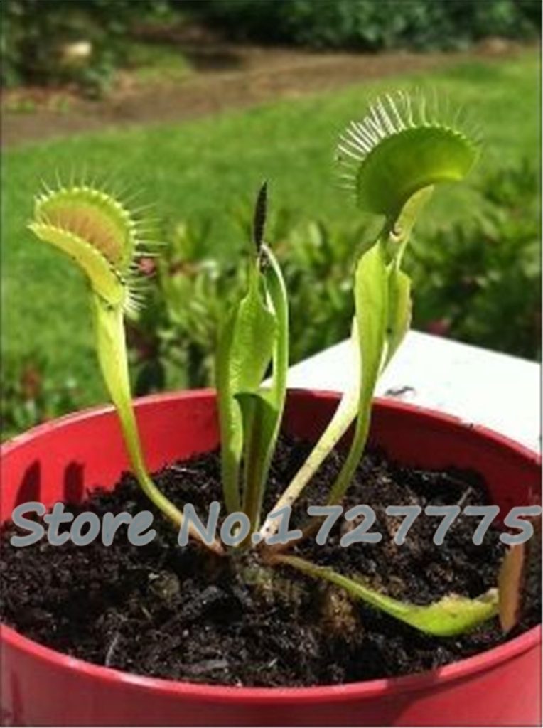300 Pcs Dionaea Plantas Muscipula Giant Clip Venus Fly Trap Insectivorous Plants Garden Flower ...