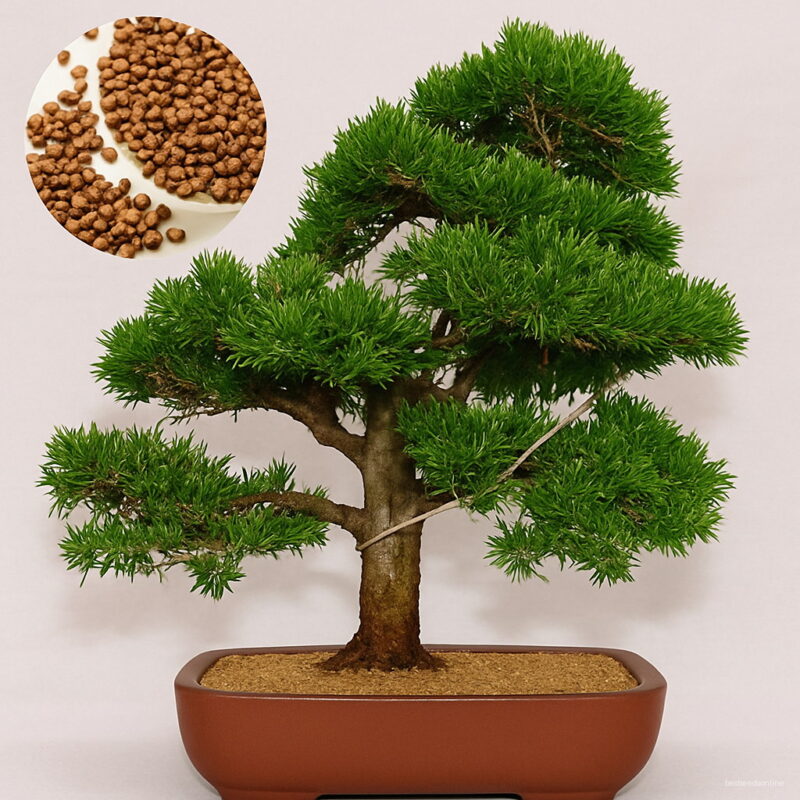 20pcs Japanese White Pine Pinus Green Plants Set Mini Tree Bonsai Seeds ...